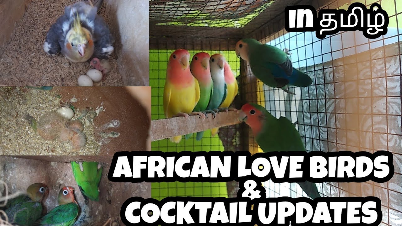 Cocktail Birds | African love Birds |தமிழ்|Updates - YouTube
