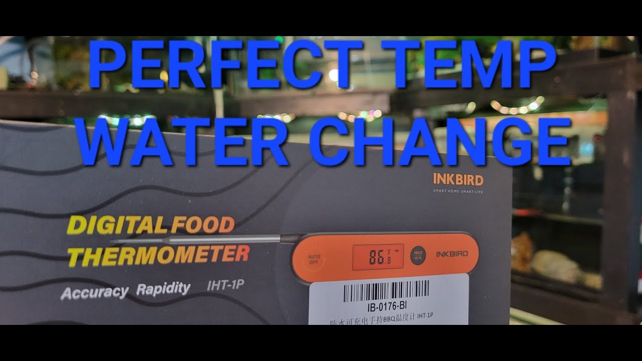 PERFECT WATER CHANGE TEMP with the INKBIRD IHT-1P Complete guide - YouTube