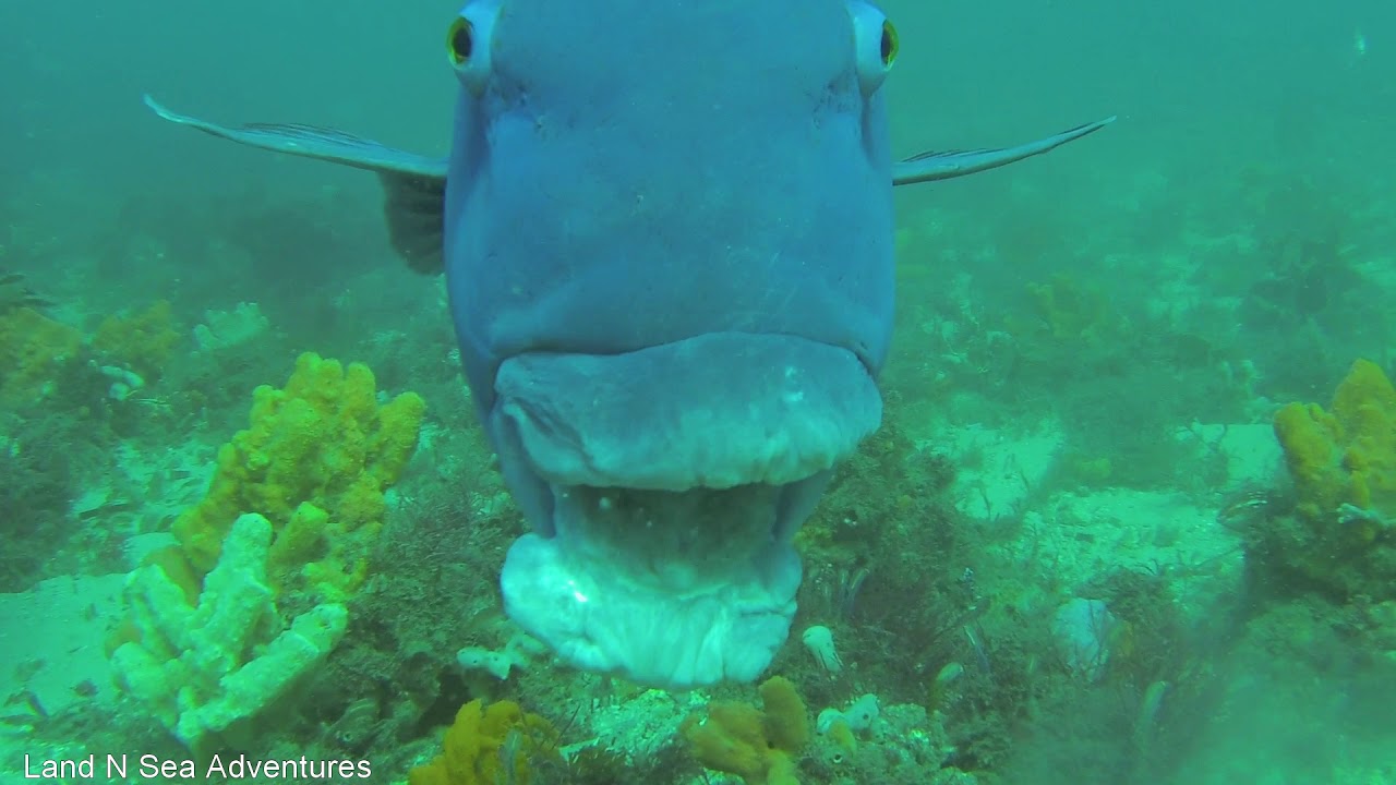 SCUBA DIVING FLY POINT NELSON BAY: it's like being in an aquarium - YouTube