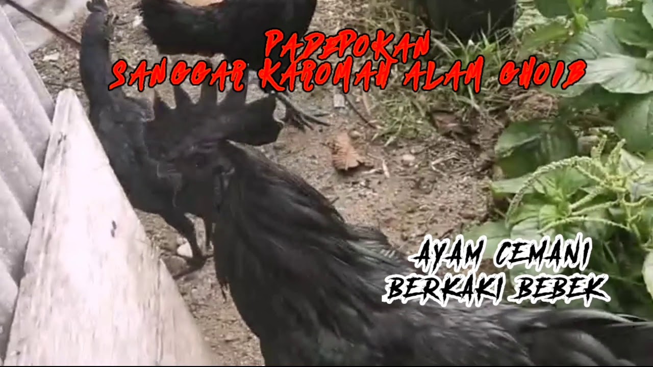 DUCK LEGGED BLACK CHICKEN #AYAM CEMANI BEKAKI BEBEK# - YouTube