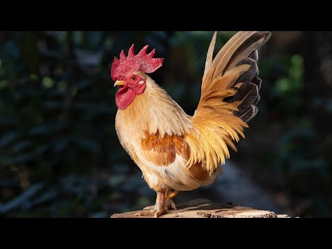 Galo Cantando, Galo Garnizé Cantando! - YouTube