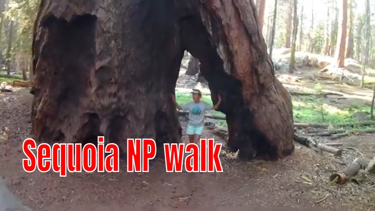 A Walk Through Sequoia National Park - YouTube