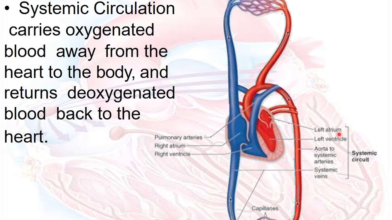 Anatomy for BSc.N: Circu.system : Pulmonary and Systemic circulation ...