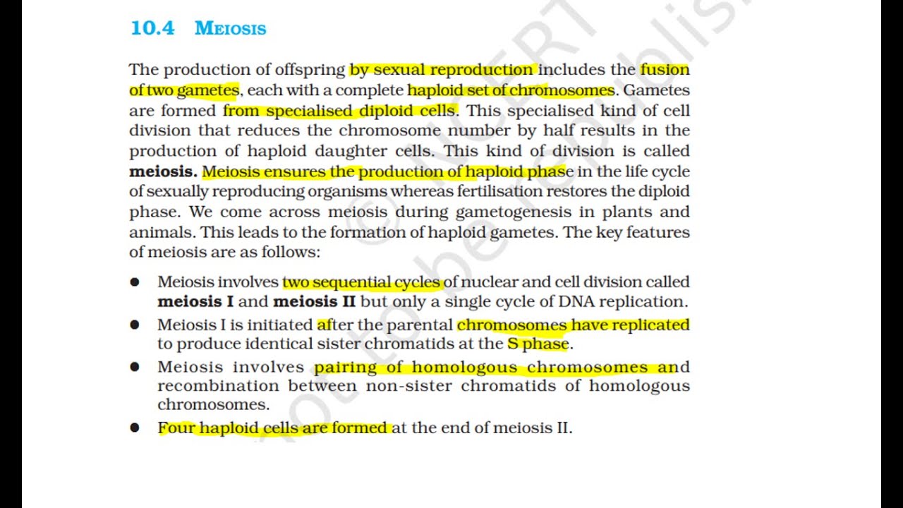 MEIOSIS I | CELL CYCLE AND CELL DIVISION | NCERT BIOLOGY CLASS XI - YouTube
