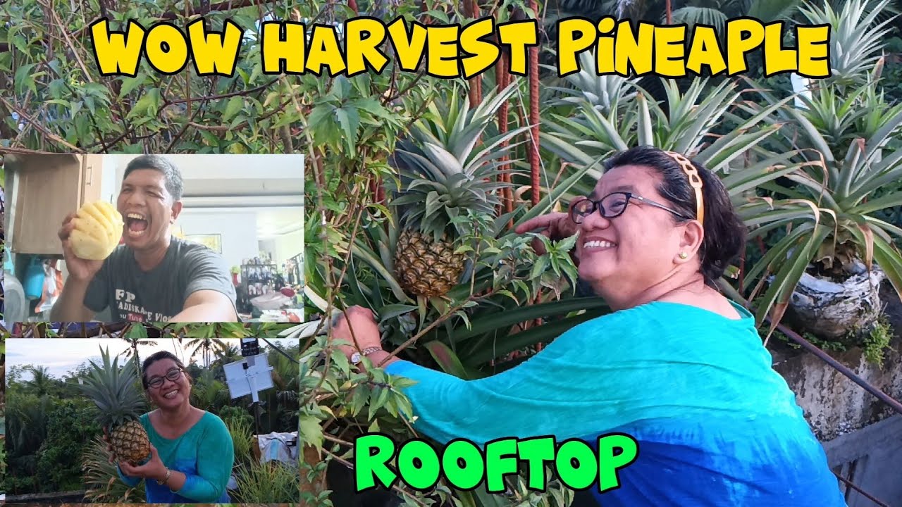 First time naka-harvest ng pinya sa Rooftop... - YouTube
