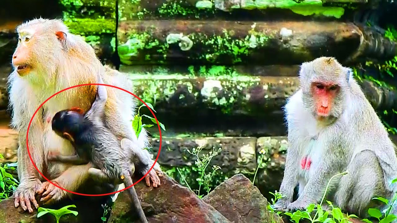 MG! TEREZA Monkey Reject Milk To Jazzy Asking Milk, But So Sad Cos ...