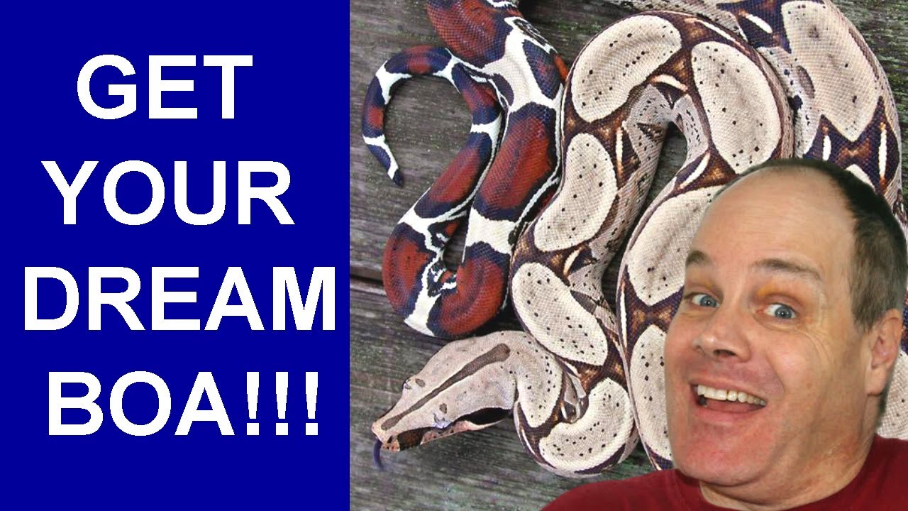 Getting YOUR Dream Boa: Brian Boas Terms of Sale! - YouTube