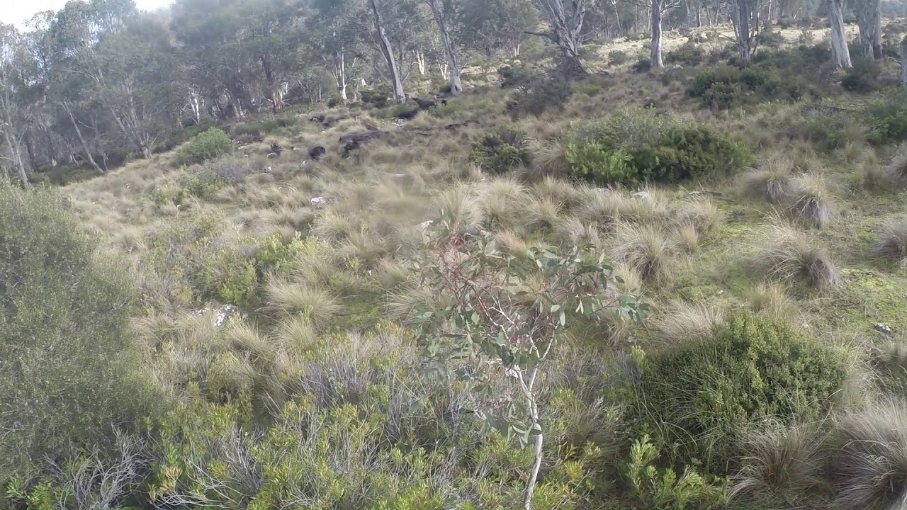 Tasmanian Wallaby hunting with dogs - YouTube
