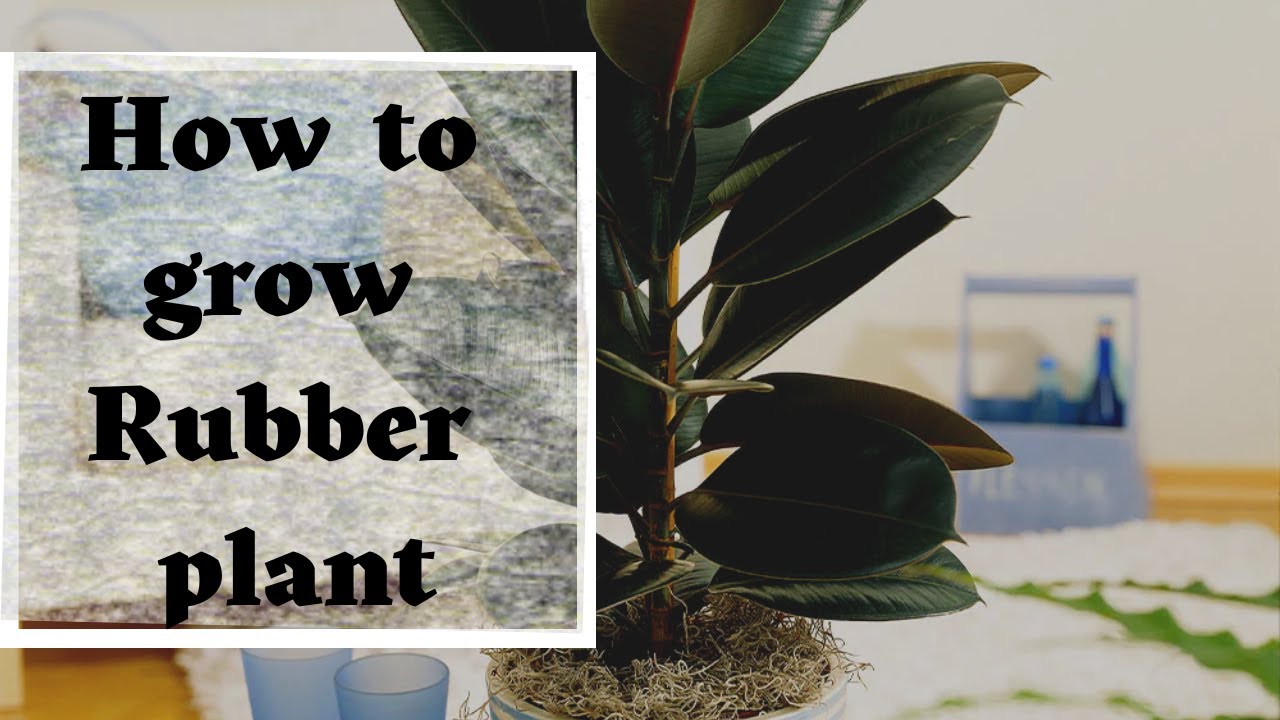 How to grow rubber plant |BIOLOGY|BIODIVERSITY|BOTANY| - YouTube