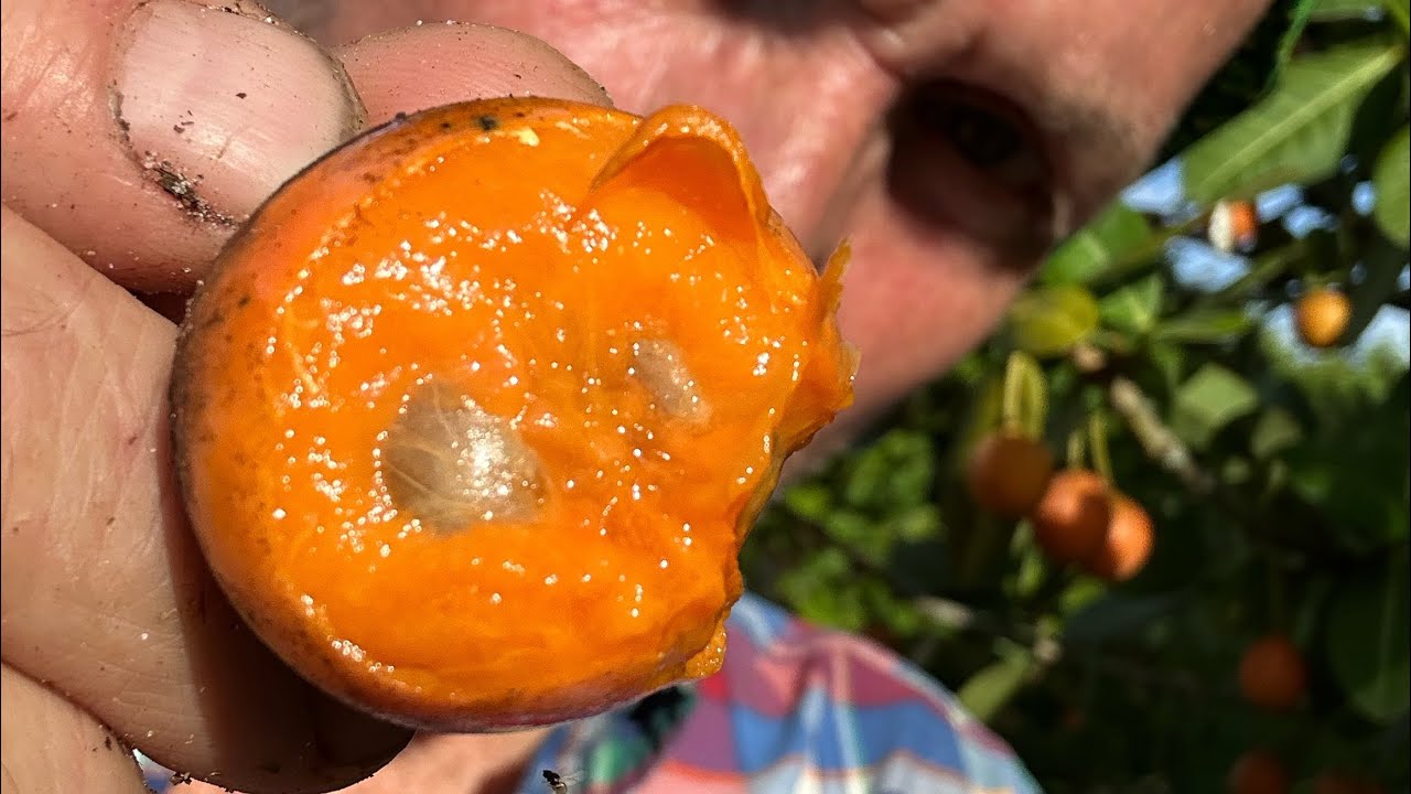 Imbe Fruit Sold Out, Garcinia livingstonei, Philodendron Spiritus ...