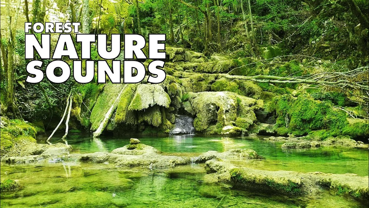 💚 The best sounds of nature. Environmental sounds of nature beneficial ...