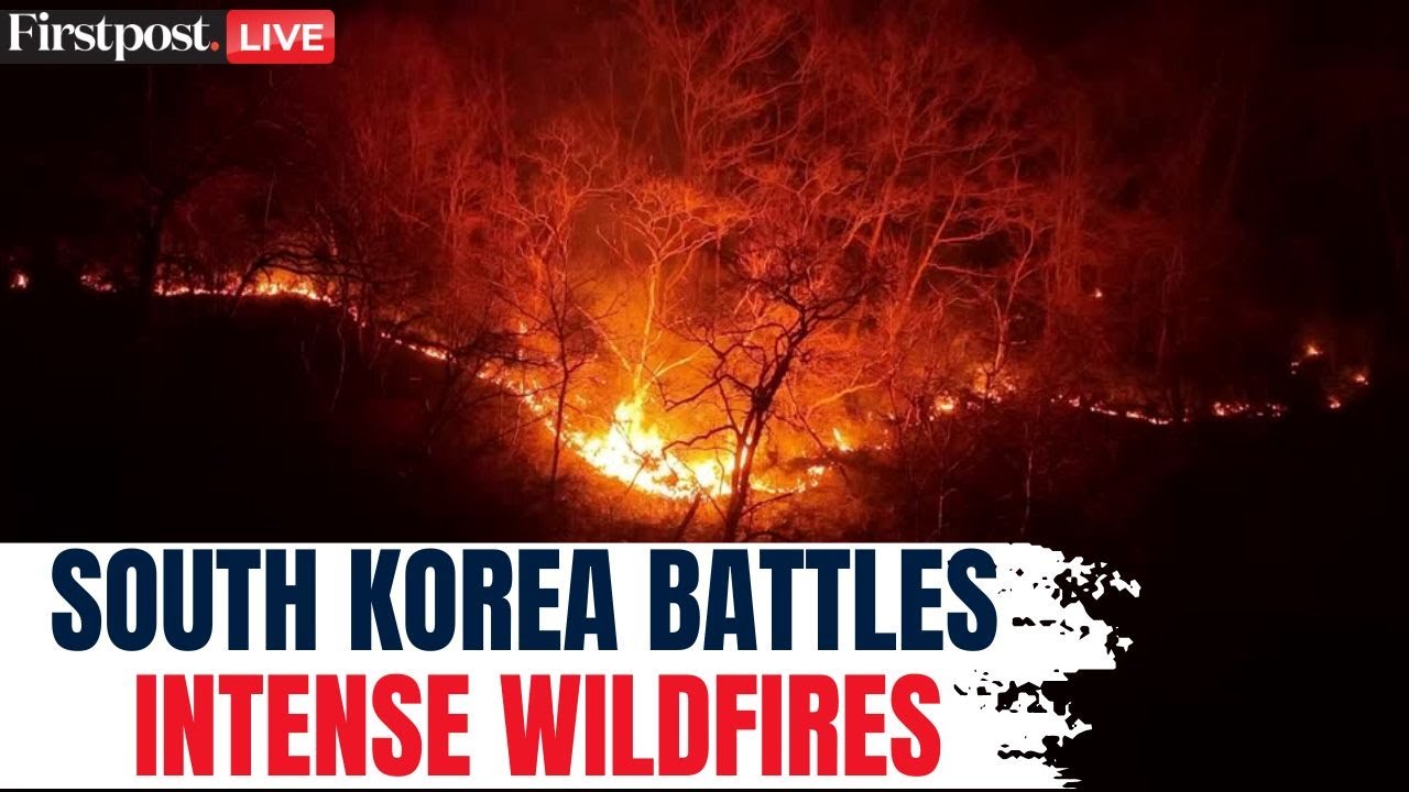 South Korea Wildfire LIVE: South Korea Hit With Multiple Forest Fires ...