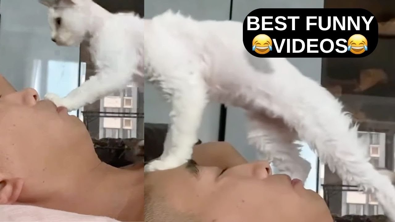 Best Funny Videos 😂 Cat And Dog Funny Videos Caught On Camera - YouTube