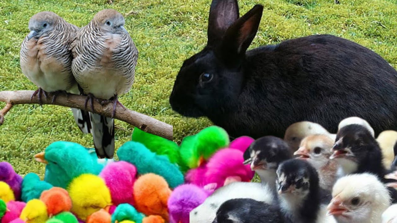 Tangkap Ayam Warna Warni, Ayam Reborn, Ayam Teletubbies, Monyet, Marmut ...