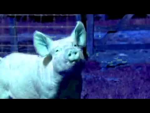 Big Barn Farm Theme Song In Lost Effect - YouTube