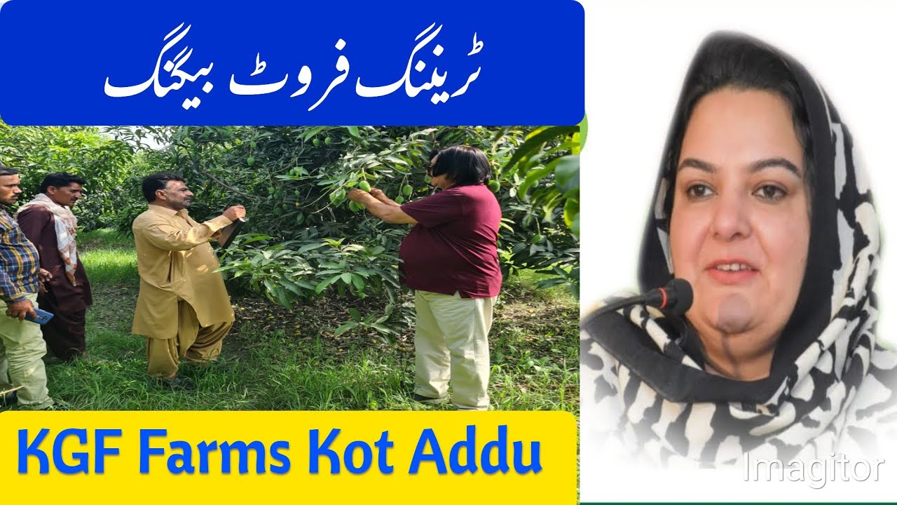 Mango Fruit protection bagging at KGF Farms Kot Addu - YouTube