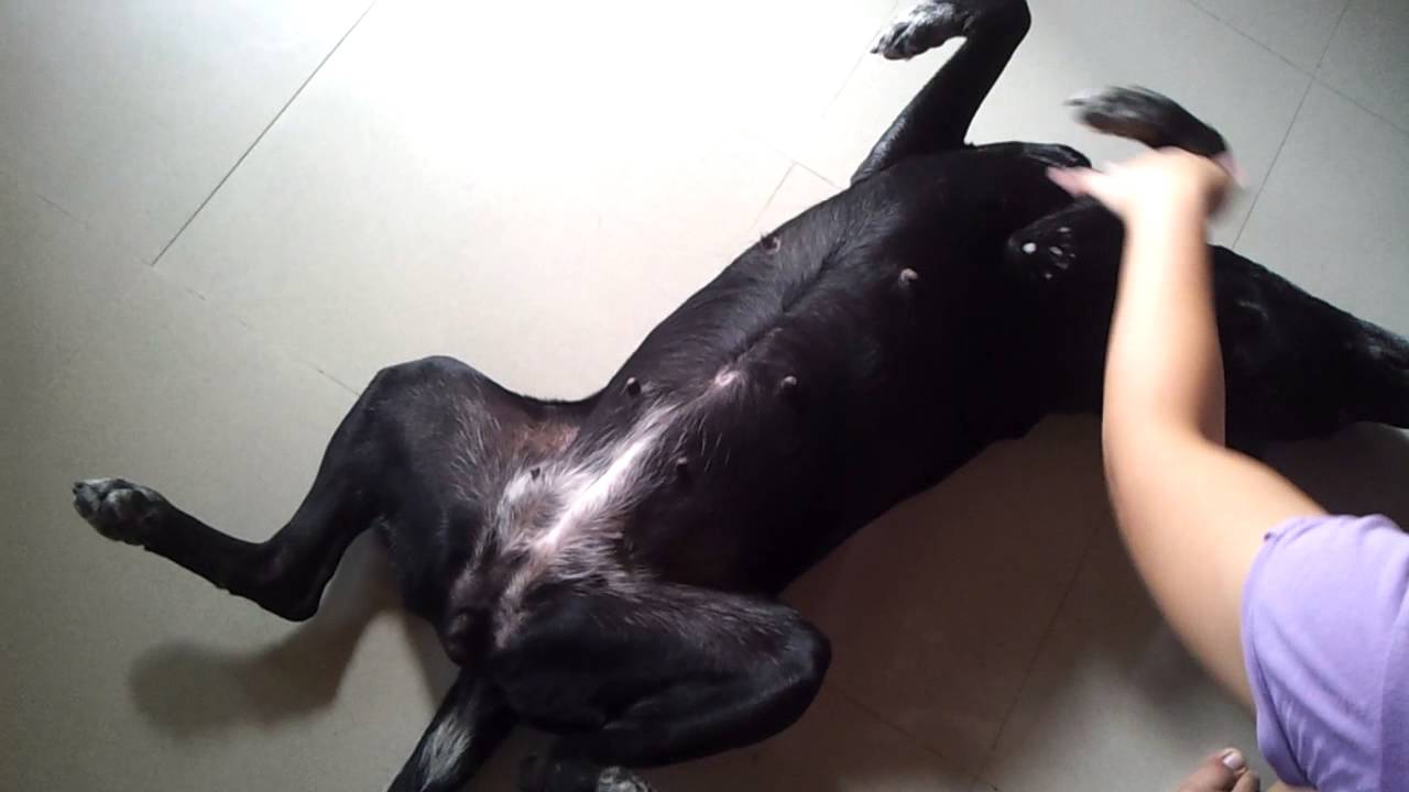 Samantha Dancing (Labrador Dog) - YouTube