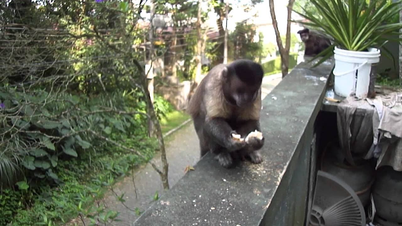 Fantástico - Macaco brigando por um pedaço de pão, muito bom ...
