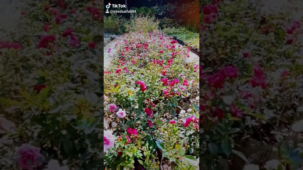 Lovely Garden YouTube lovely-garden-youtube