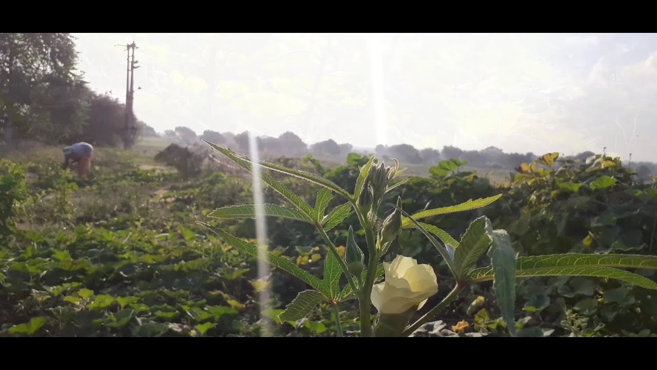 organic vegetable garden || Olericulture || Jos organic farm. - YouTube