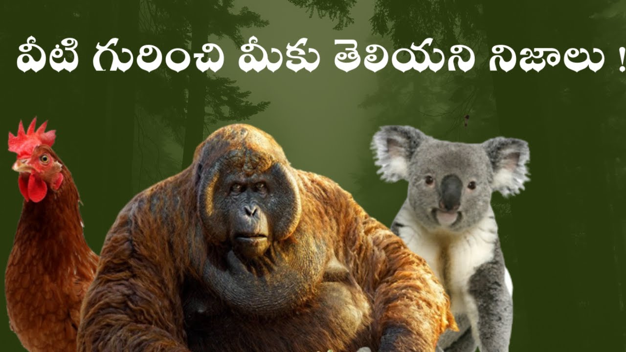 Facts about Animals in telugu | Orangutan | Koala | Hen | Cosmo ...