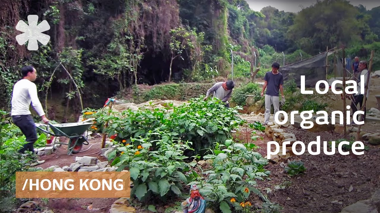 Farm-to-table organic produce growing in dense Hong Kong - YouTube
