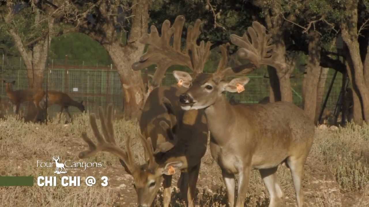 2013 Three Year Old Whitetail Buck - Chi Chi - YouTube