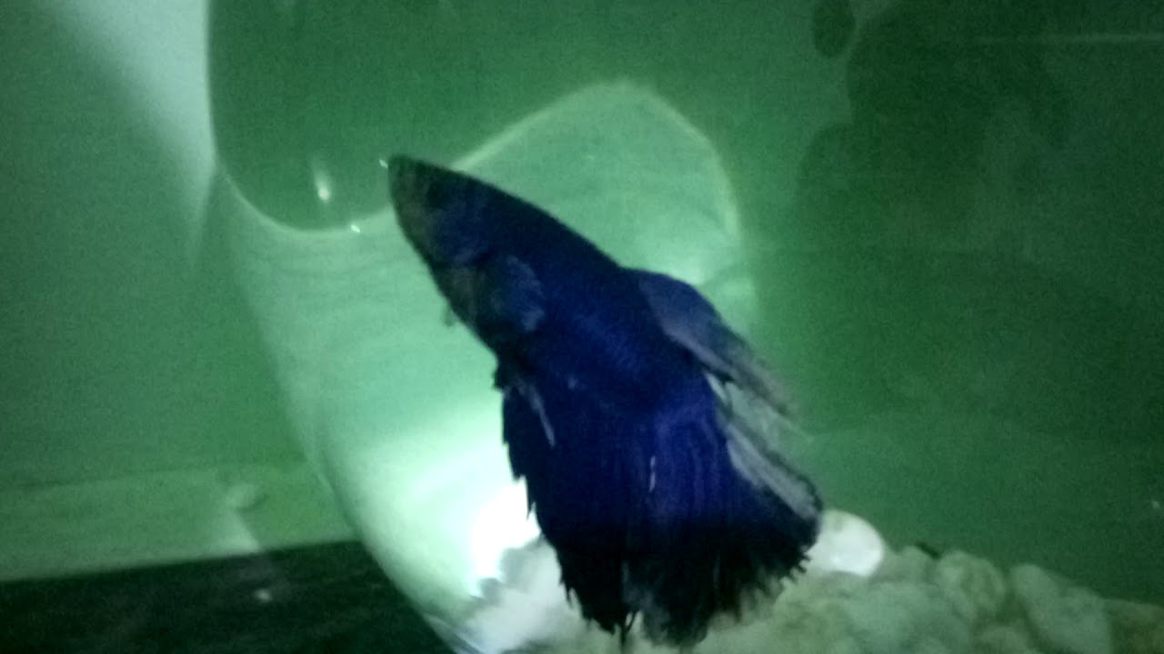 Blue betta (full moon) - YouTube