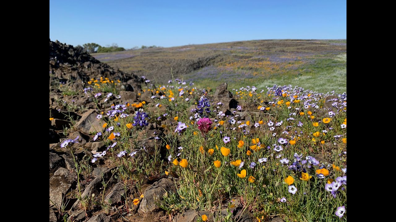 Facilitating plant conservation through the Jepson Flora Project - YouTube