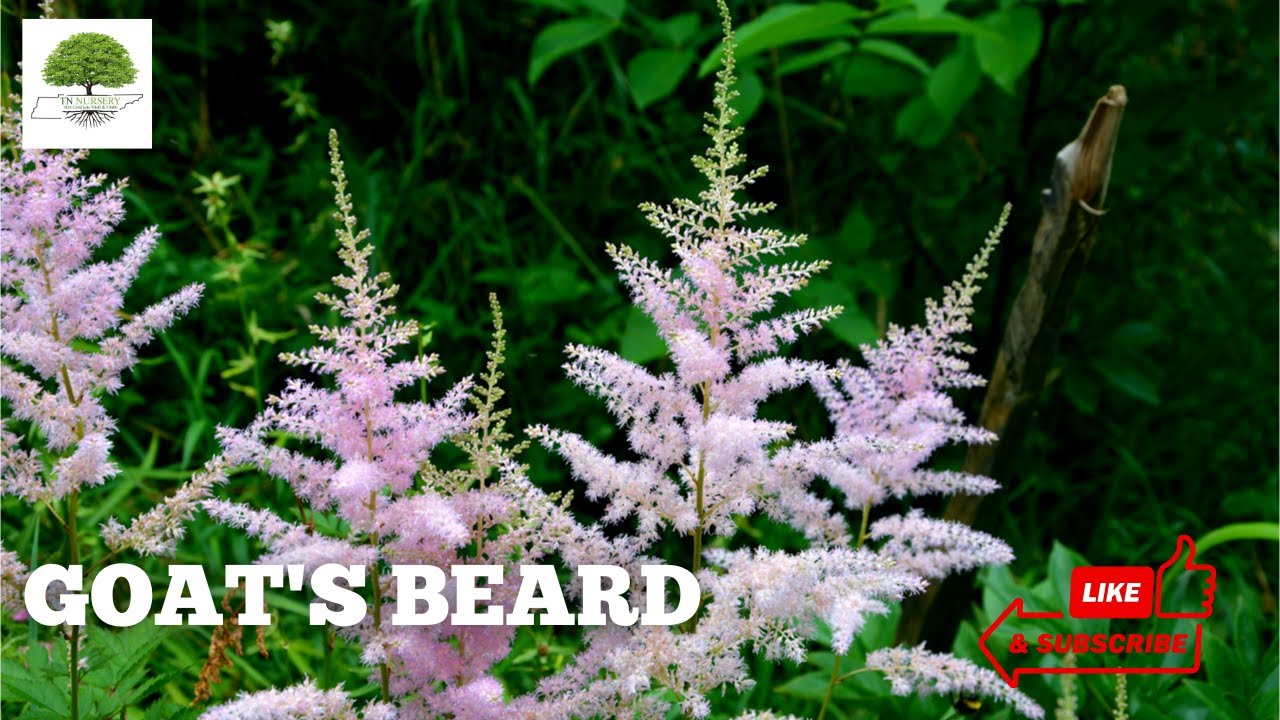 Aruncus Goats Beard Plant - TN Nursery - YouTube