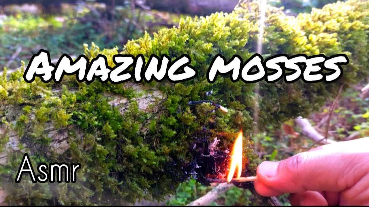 Breathtaking ASMR: Enchanting Moss Ignition in the Forest - YouTube