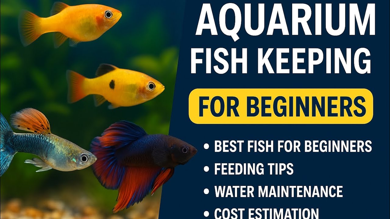 "Aquarium Fish Keeping for Beginners | Best Fish for Home Aquarium ...