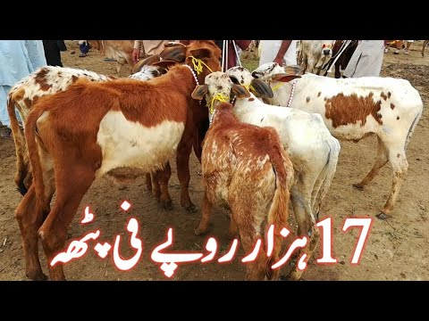 Cattle farming in pakistan - YouTube