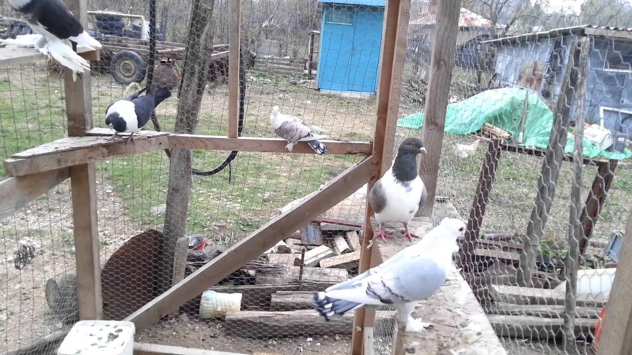Voliera - Porumbei 2 - YouTube