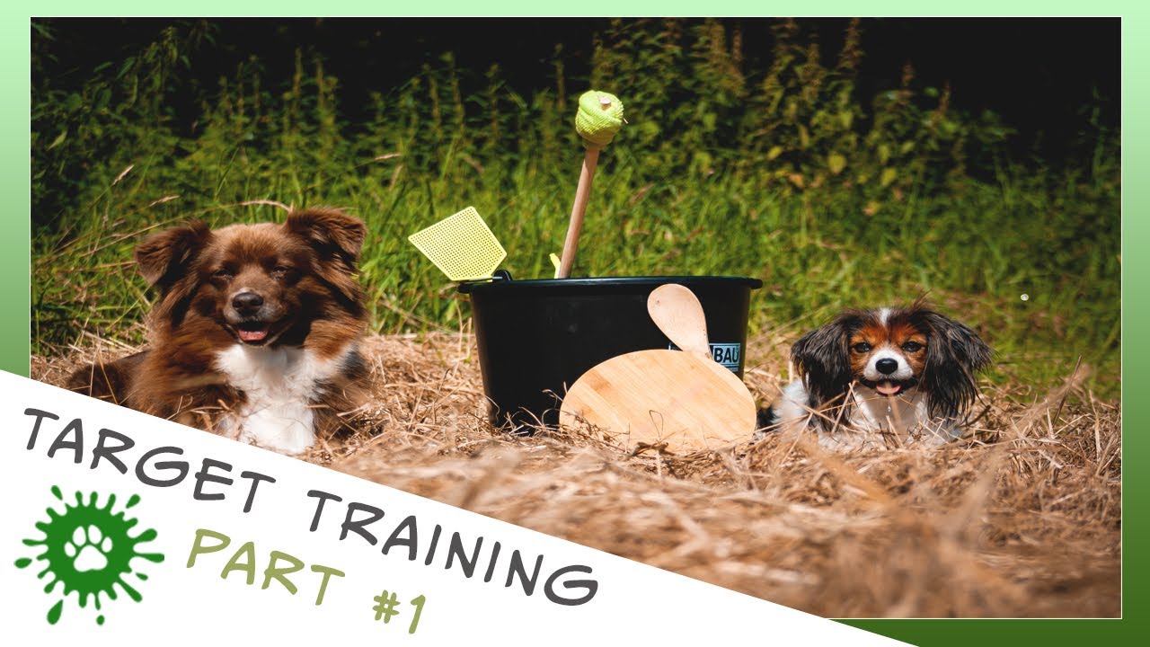 Warum das Target Training für deinen Hund sinnvoll sein kann 🐶 - YouTube