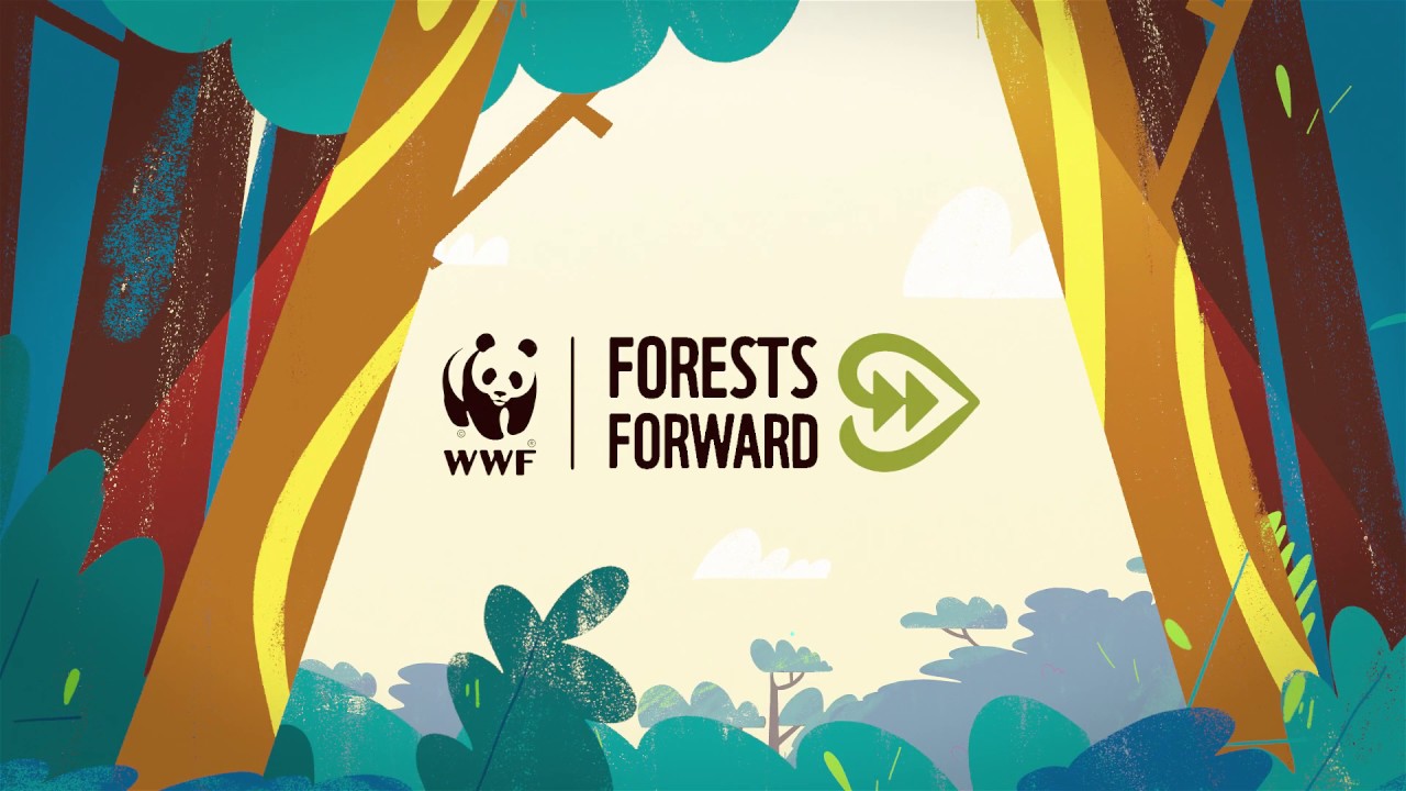 Forests Forward Introduction - YouTube
