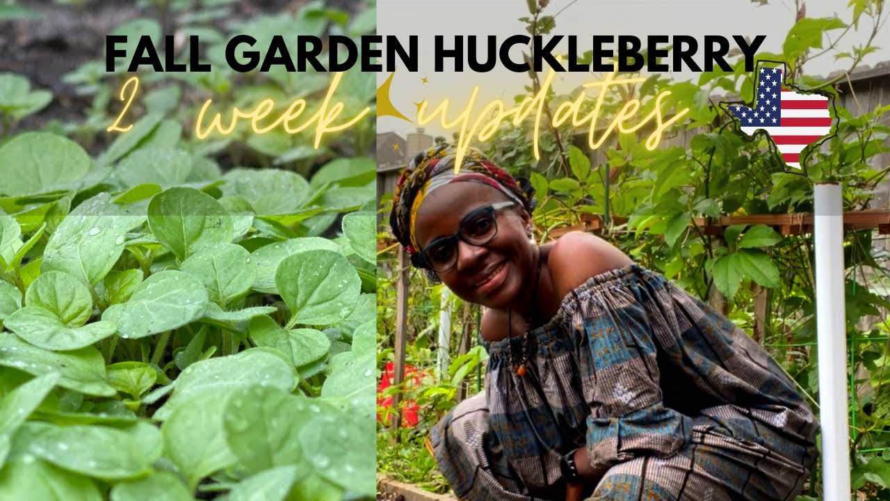 Growing African Garden Huckleberry FALL 2021: When to fertilize Garden ...