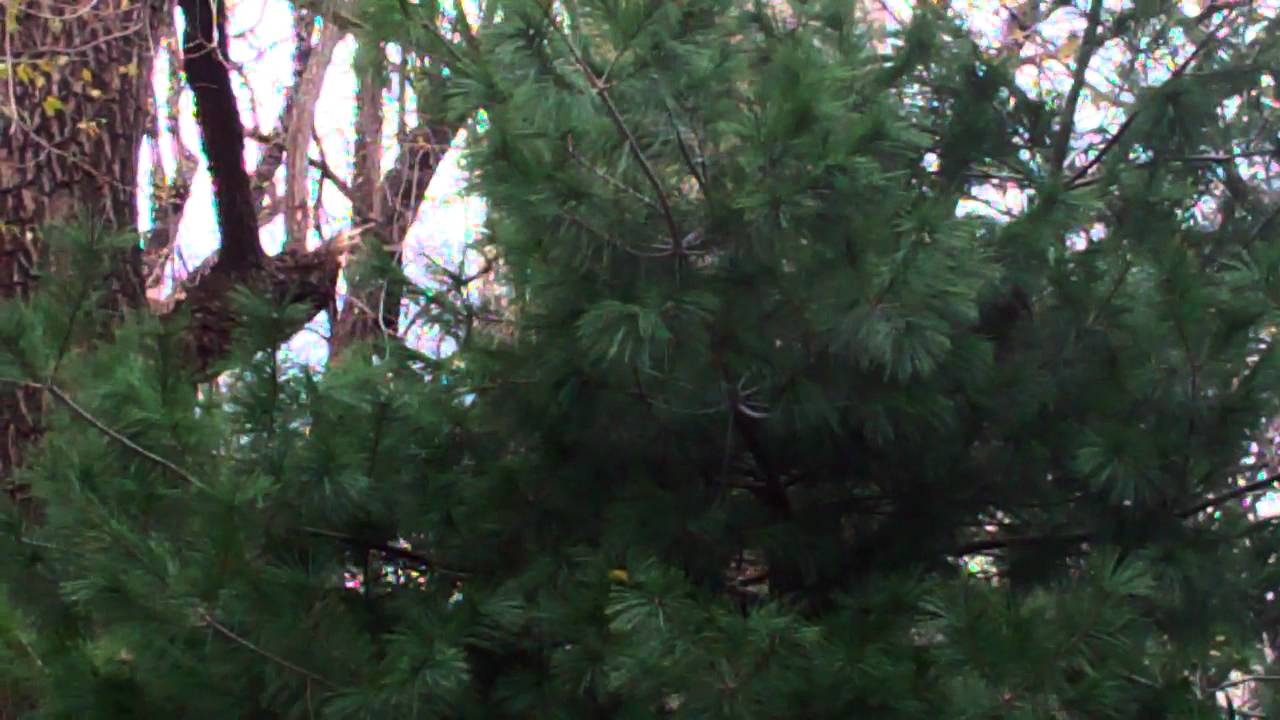 The tree is green - YouTube