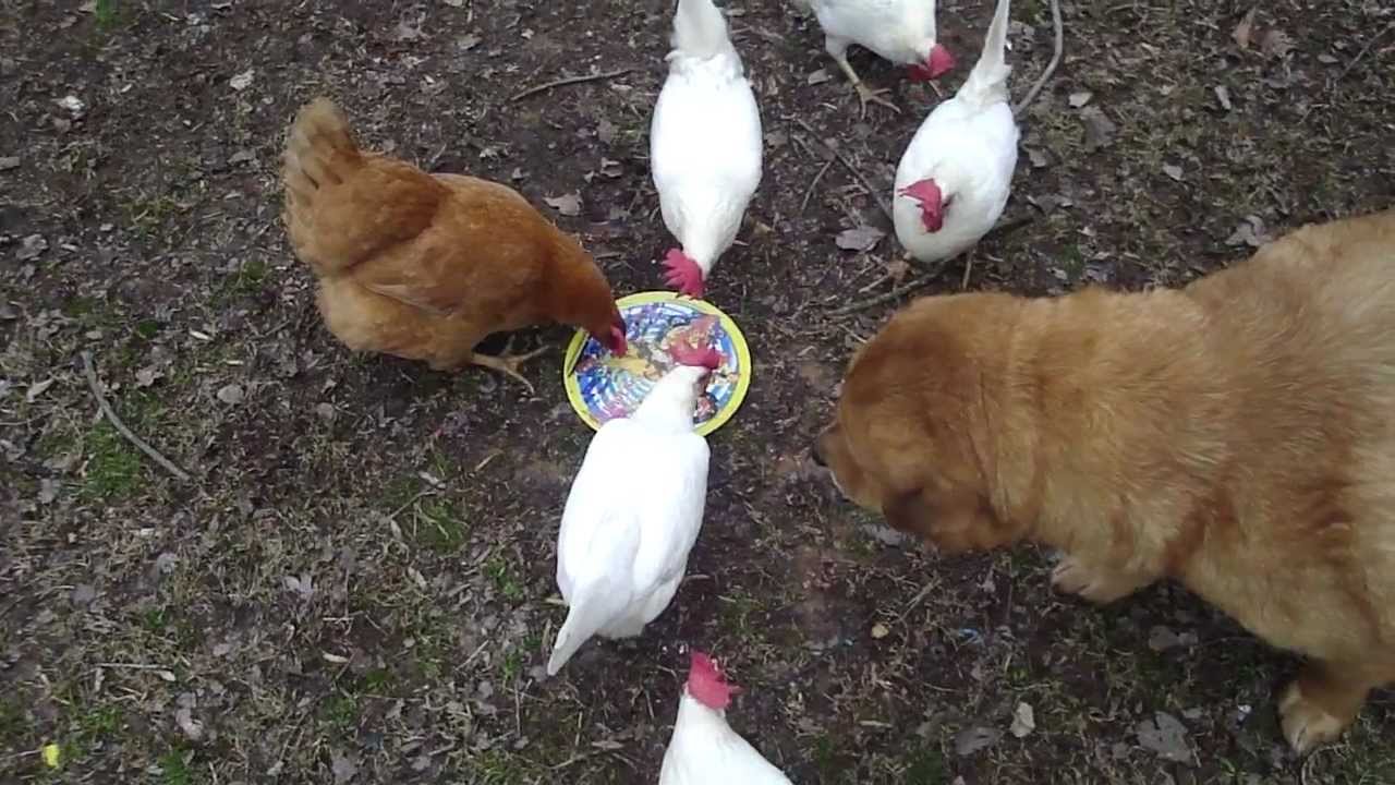 perpetual chicken food machine - YouTube