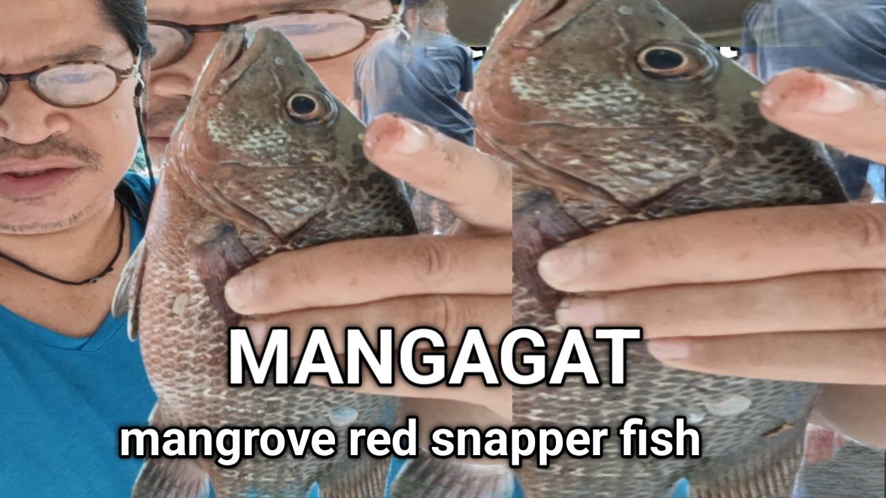 MANGAGAT (RED SNAPPER FISH) - YouTube