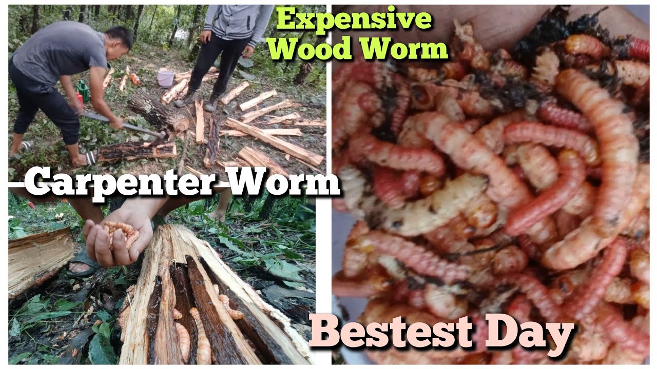 Into the woods for the most expensive worm| Carpenter Worms|Hill's ...