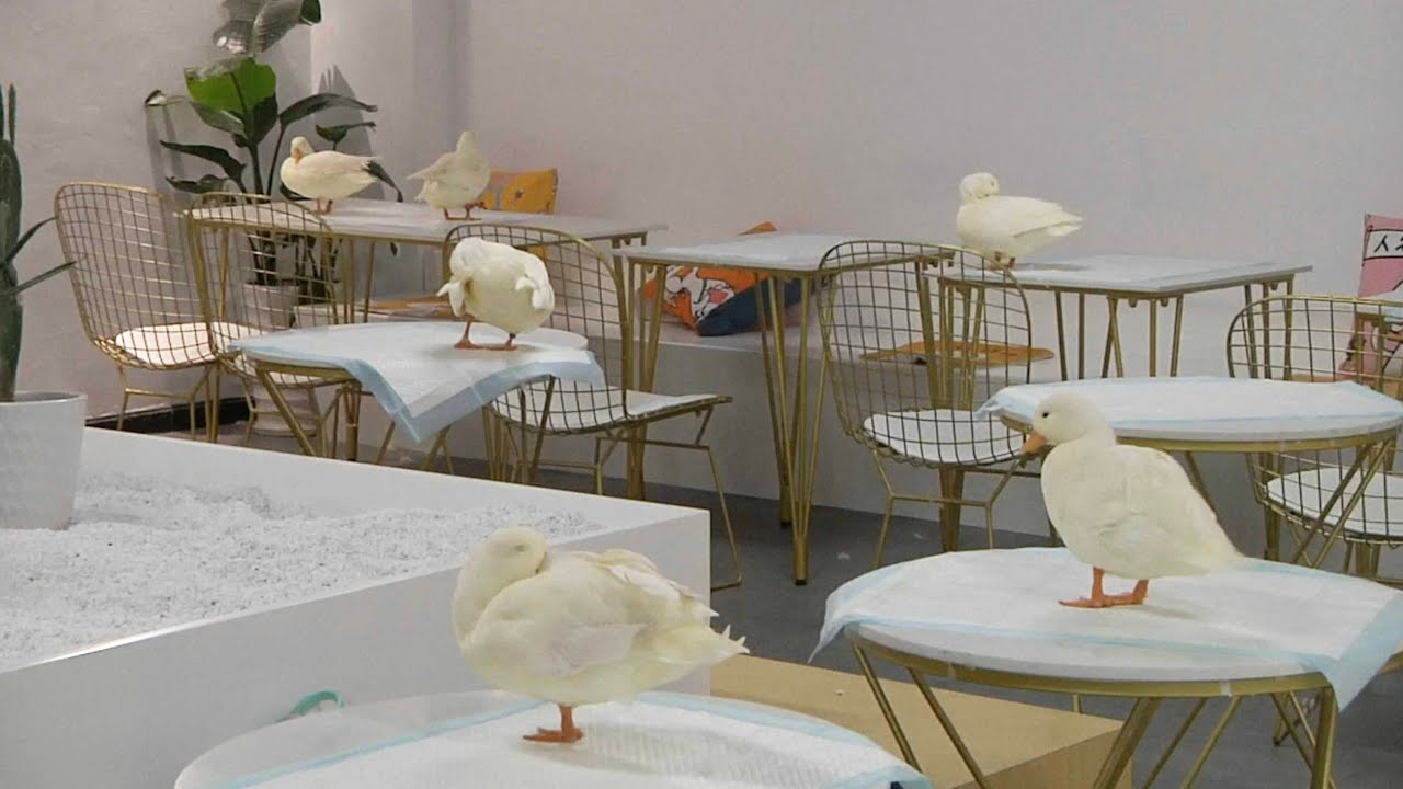 Fluffy ducks draw customers to pet-themed cafe in south China - YouTube