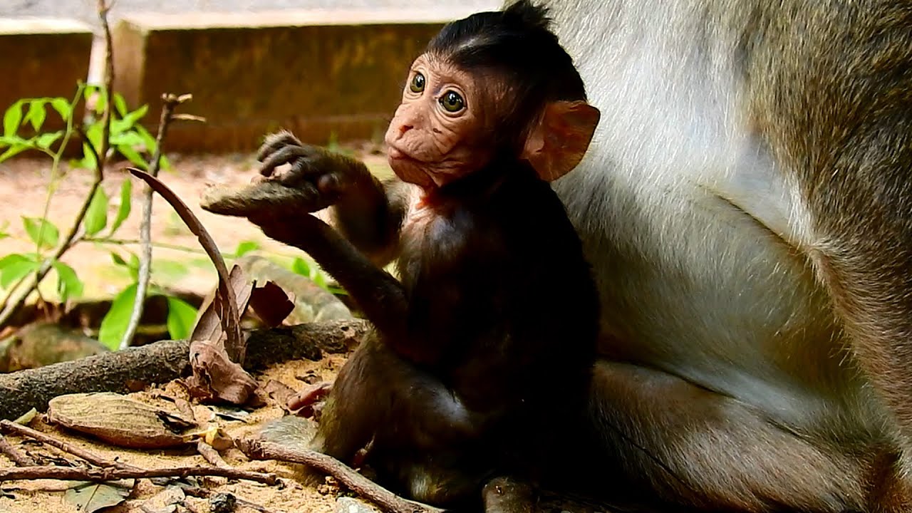 Wow very adorable monkey Lucas, Tiny cute baby Lucas has so much fun ...