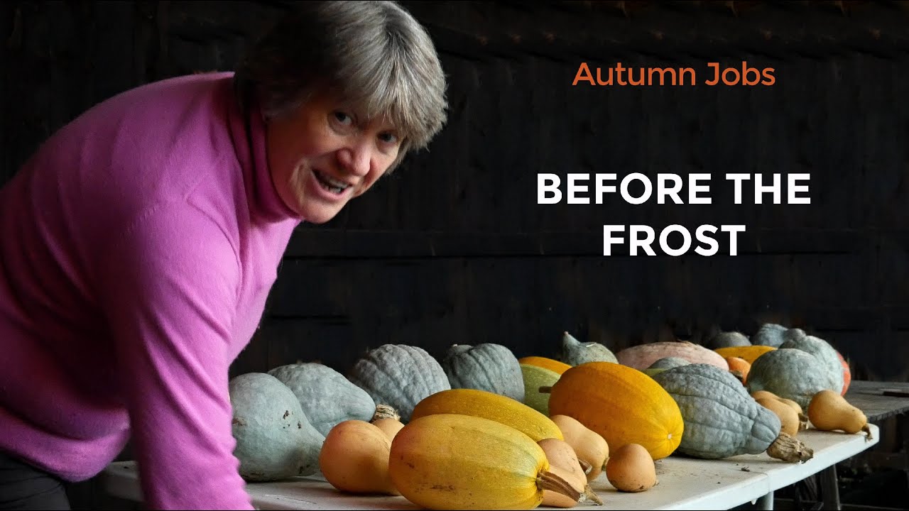 More Autumn Jobs in Self-Sufficient Vegetable Garden | Harvesting veg ...