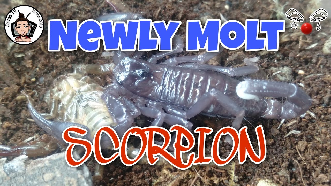Asian Forest Scorpion newly molt || Javes TV - YouTube