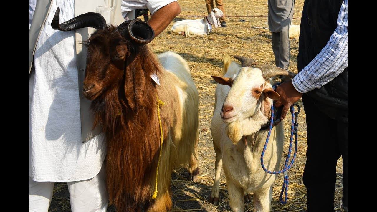 Mountain goat breed from india - YouTube