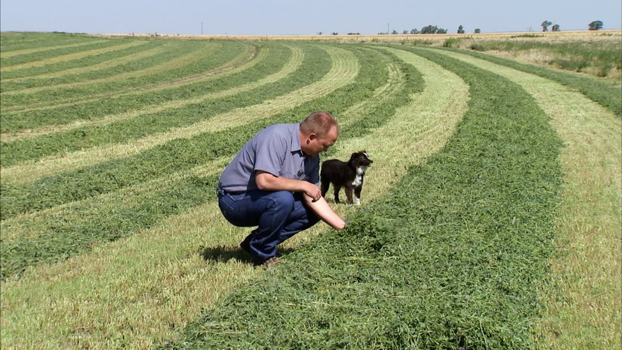 Alfalfa Farmers Diversify their Operation - America's Heartland - YouTube