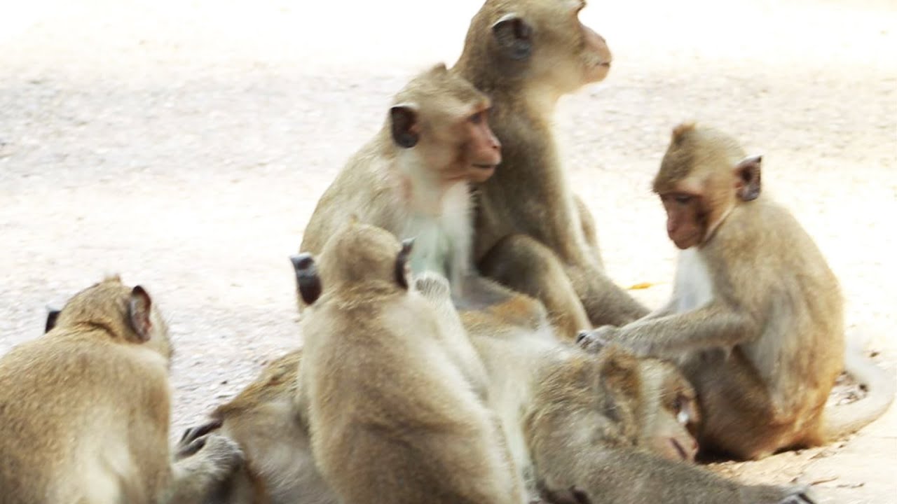 Roy Monkey With First Line Troop Sit With Herds on Way on Sep5,2022,G ...