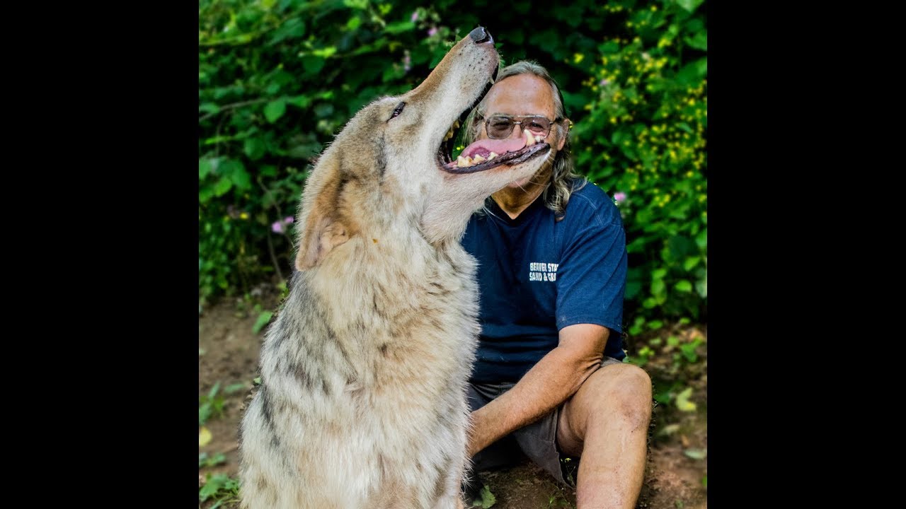 Living with Wolves part 1 of 2 - YouTube