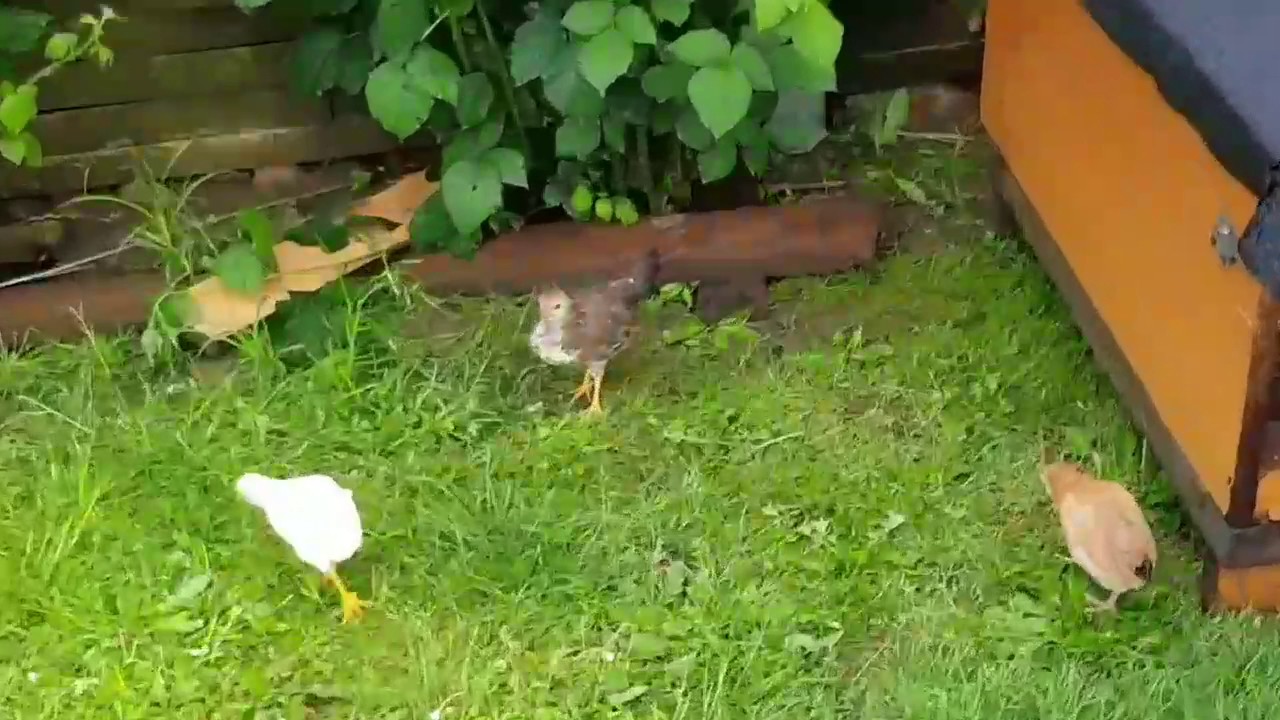 Miesięczne liliputki na wybiegu po deszczu. - YouTube